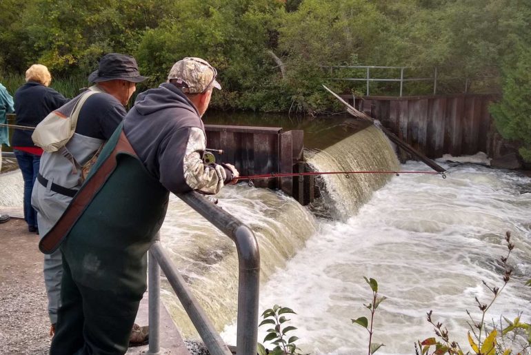 Trout Madness at the Homestead Dam site - Freshwater Reporter
