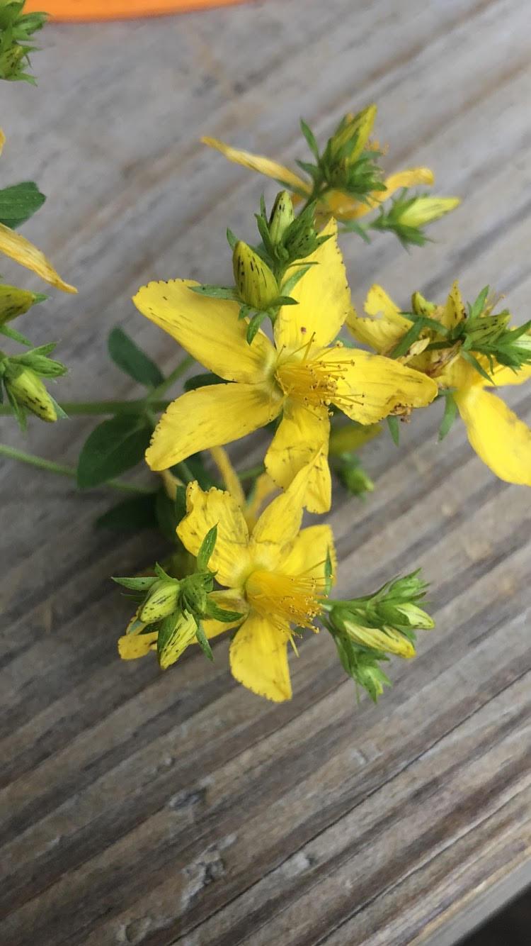 Sunny St. John’s Wort - Freshwater Reporter