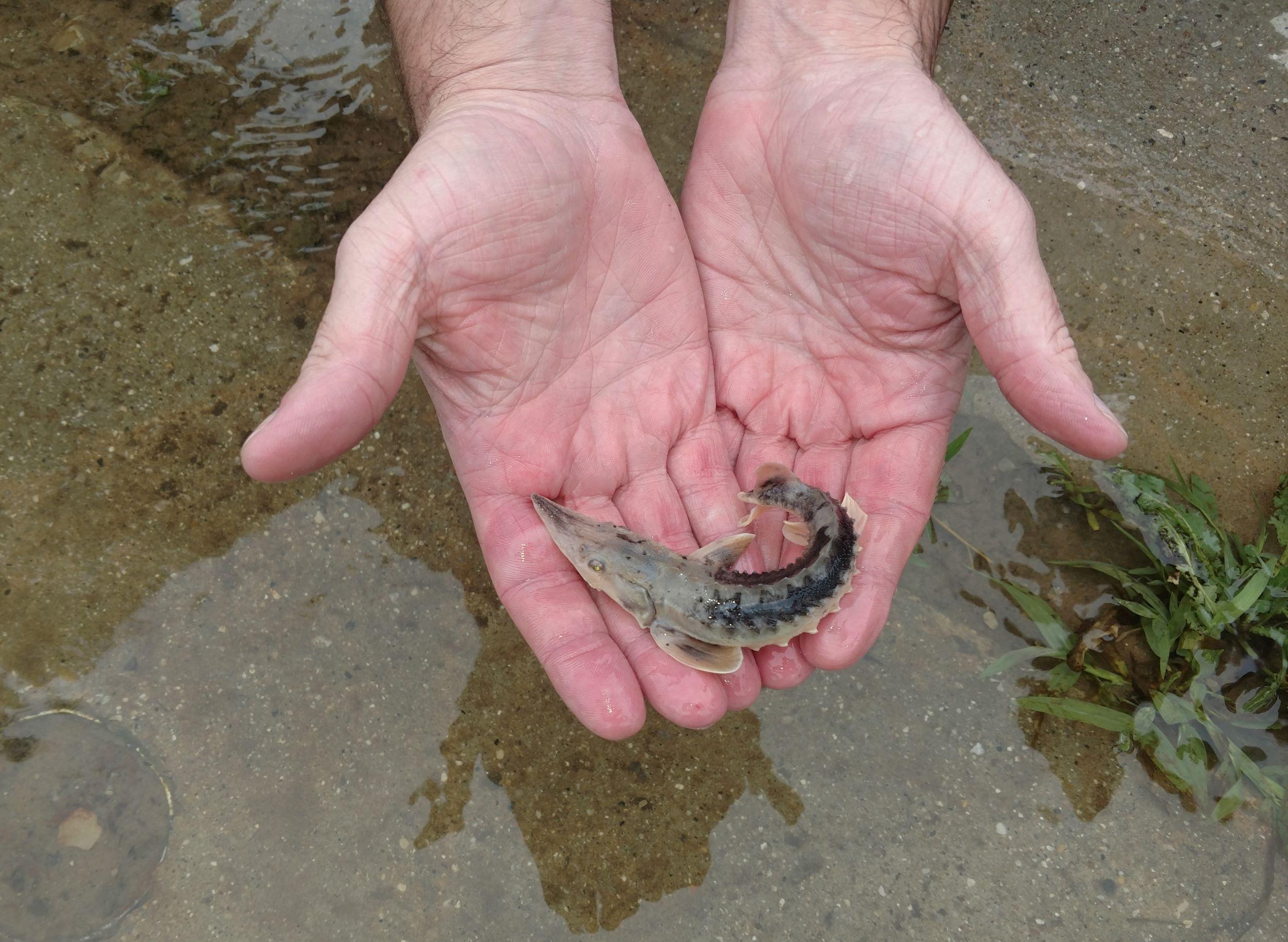 Meet the sturgeon: There are big fish and then there are Big Fish ...