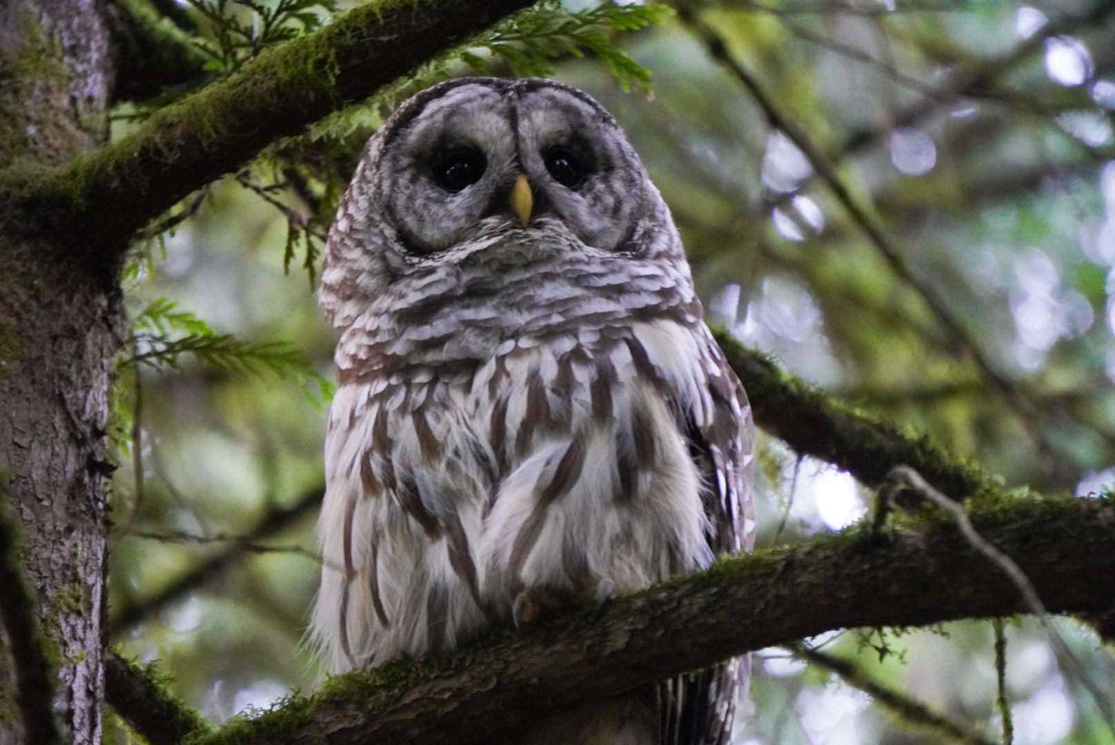 Night owls: Do you give a hoot? - Freshwater Reporter