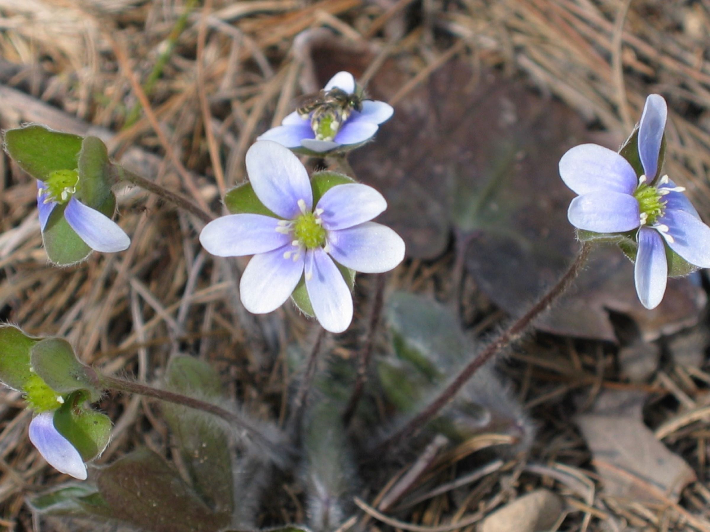 May bursts with blooms at Loda Lake National Wildflower Sanctuary ...