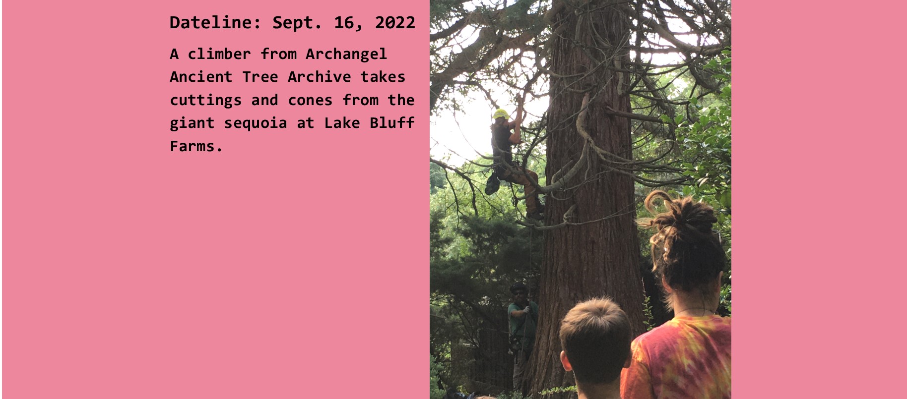 Manistee’s giant sequoia to be climbed, cloned - Freshwater Reporter