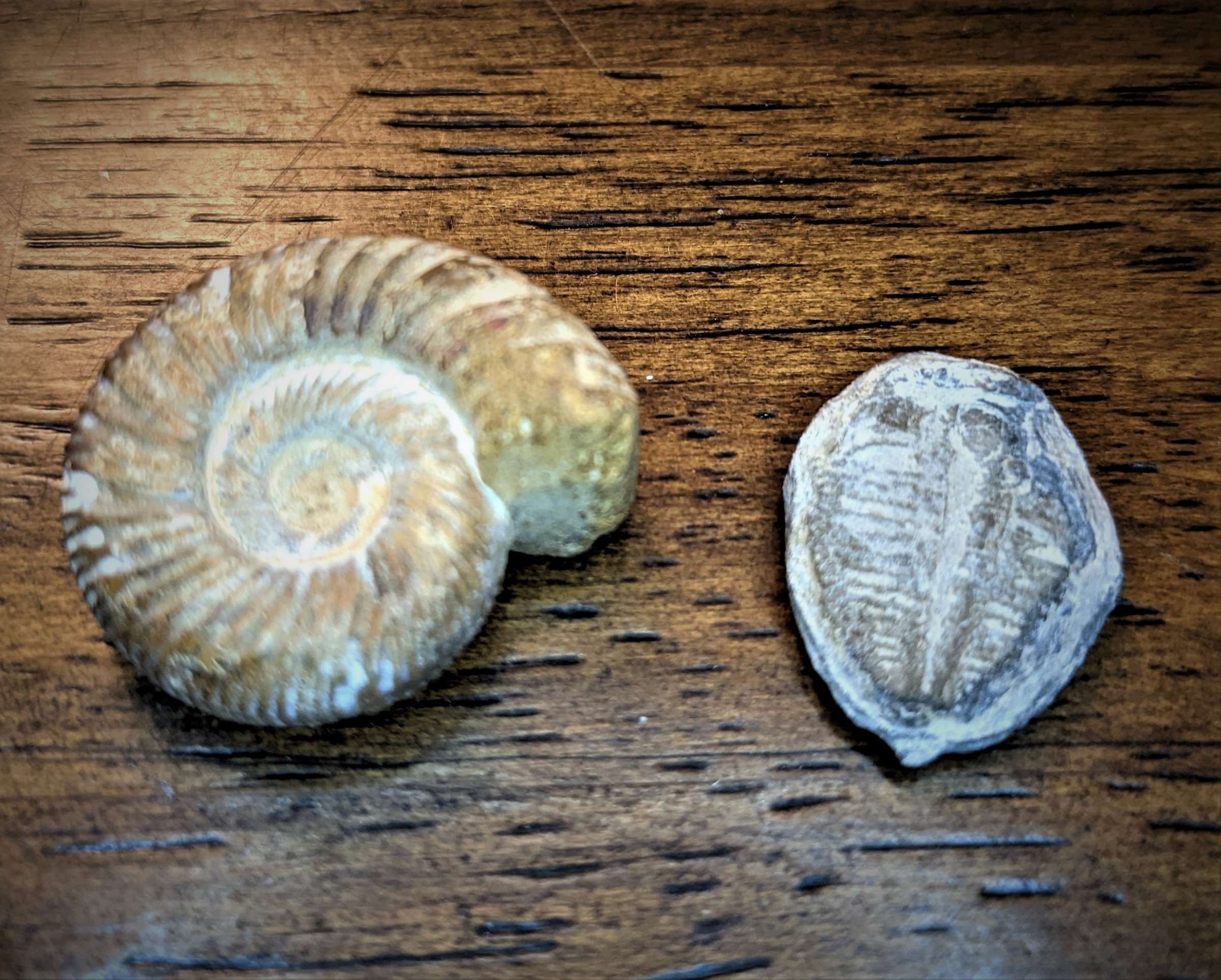 Rocks and Fossils and Minerals. Oh, My! - Freshwater Reporter