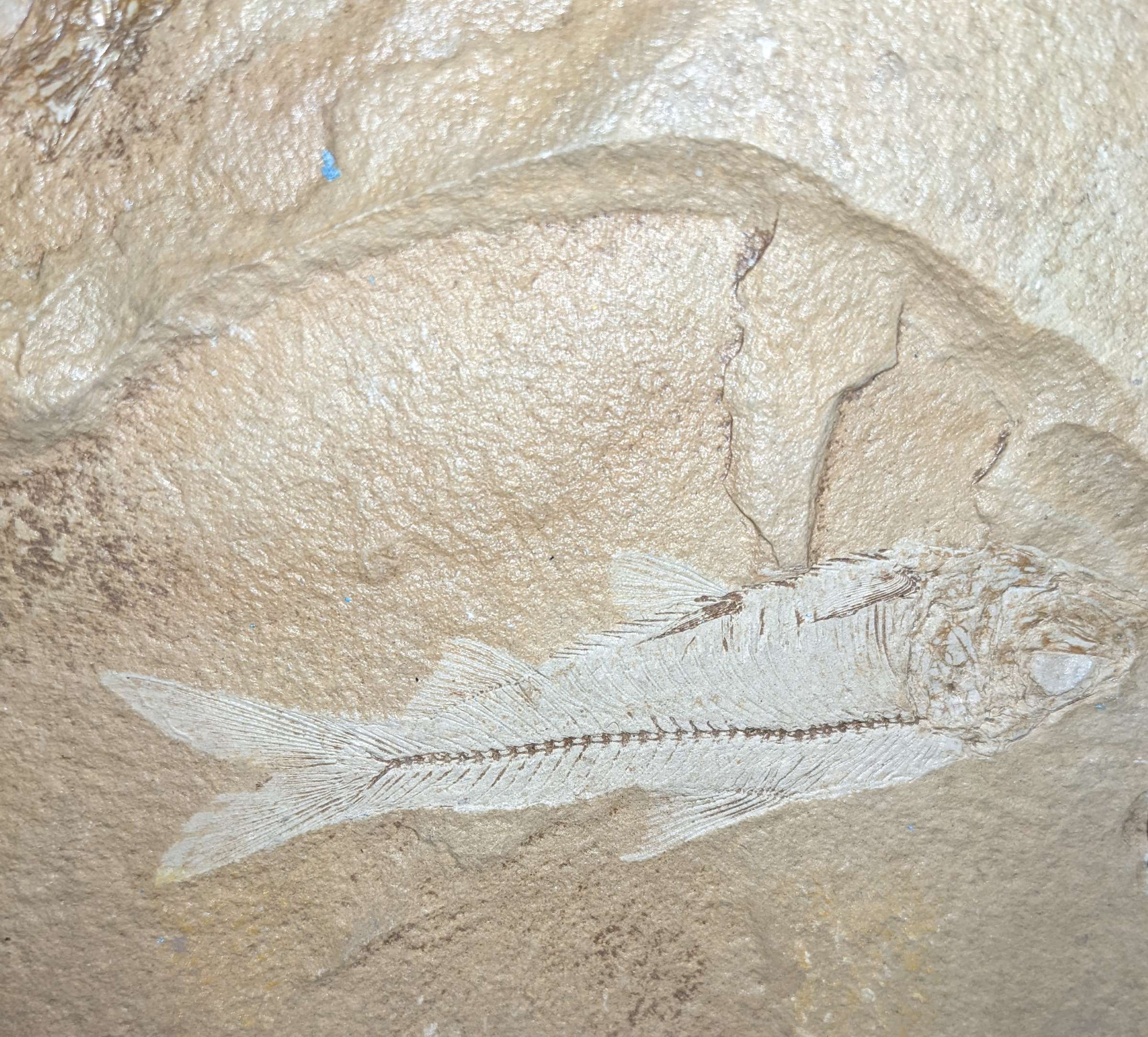 Rocks and Fossils and Minerals. Oh, My! - Freshwater Reporter