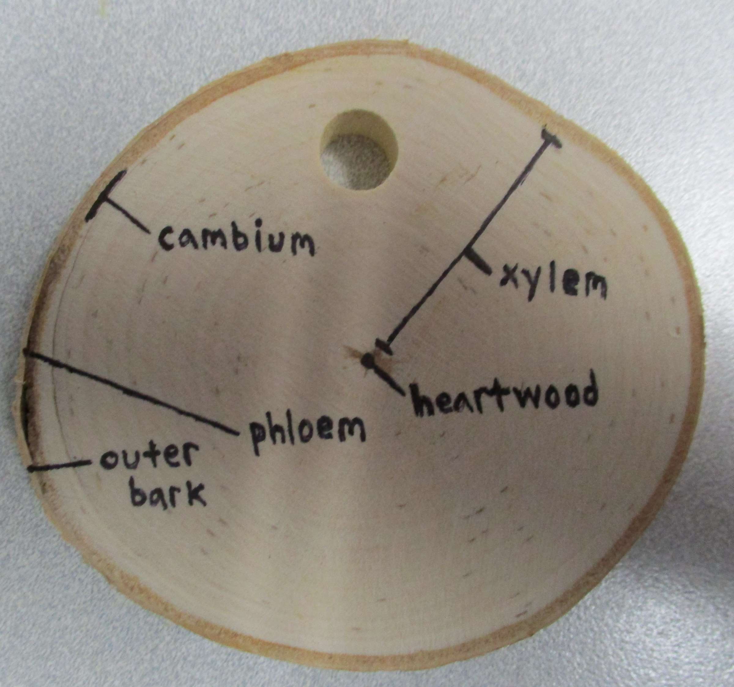 The essential nature of tree bark - Freshwater Reporter