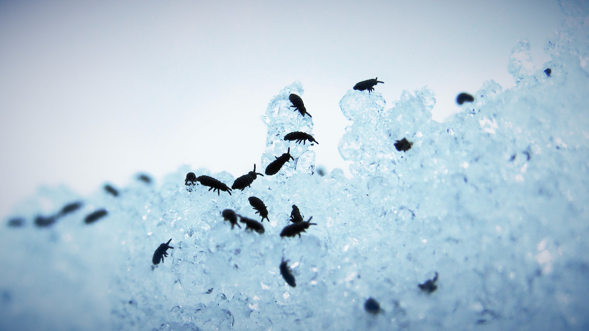 Look to springtails, not groundhogs - Freshwater Reporter