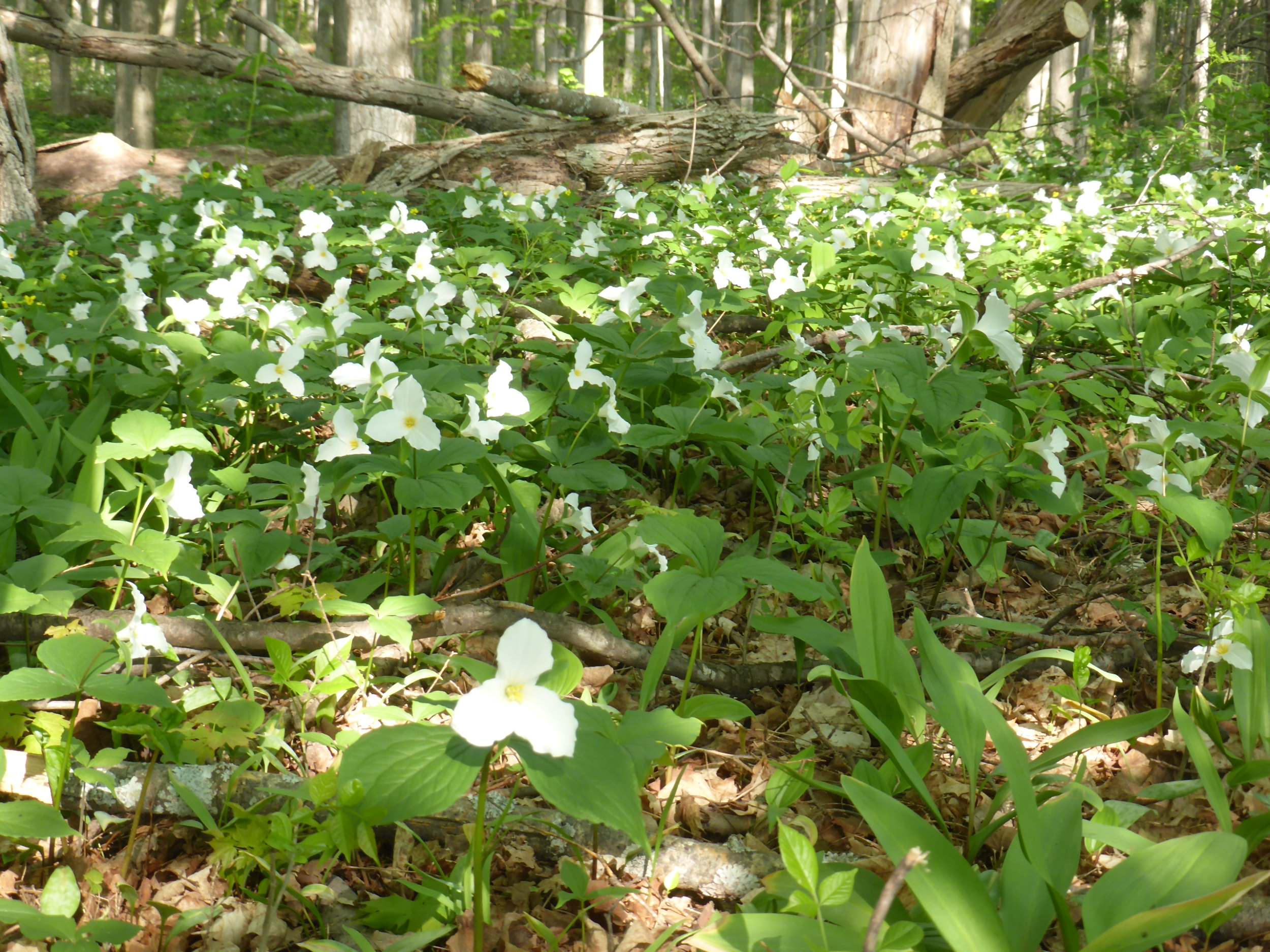 Guided spring wildflower hikes - Freshwater Reporter