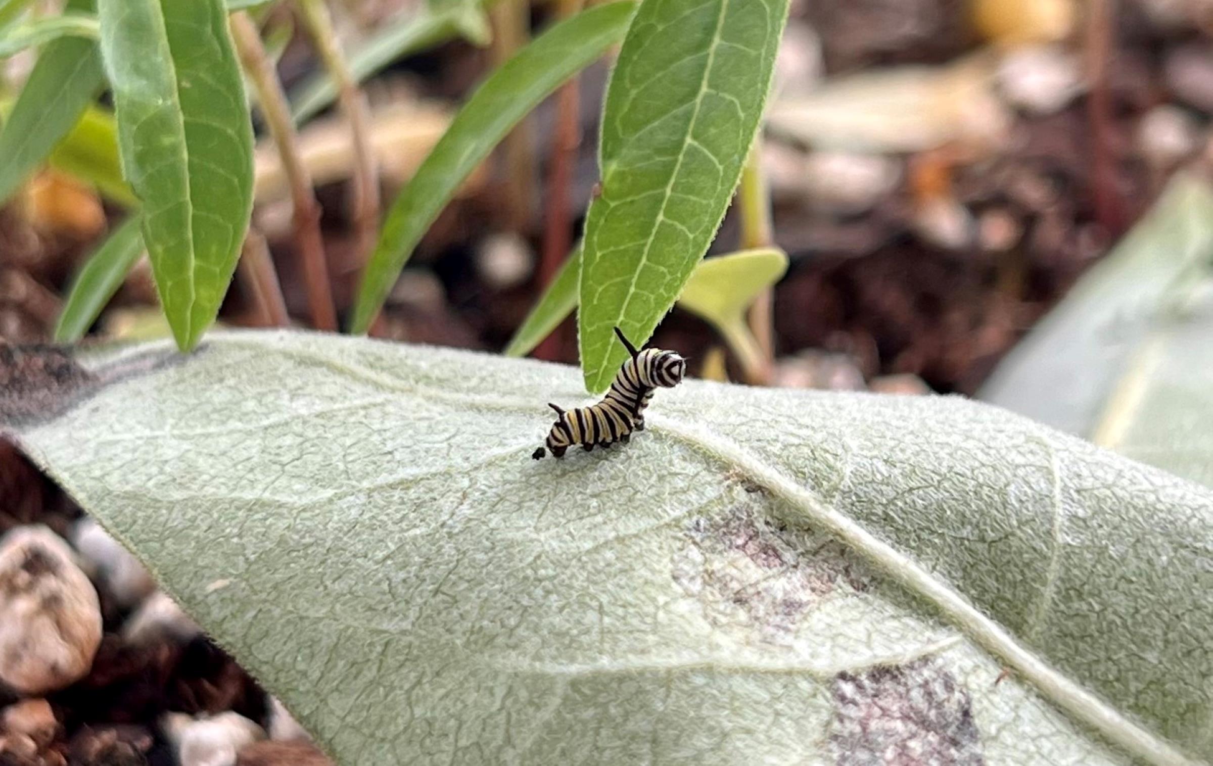 J.J., the Insatiable Insect - Freshwater Reporter